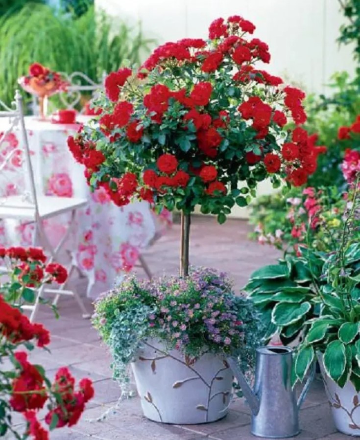 Roses in the garden, yard, flowerpot and around the house: 84 ...