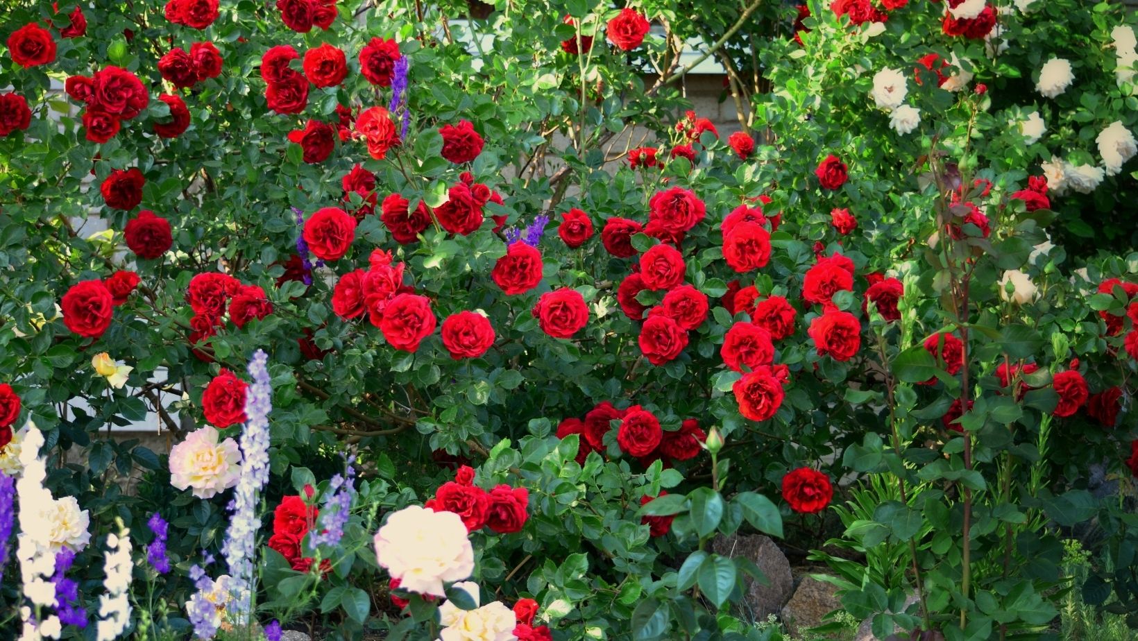 Roses in the garden, yard, flowerpot and around the house: 84 ...