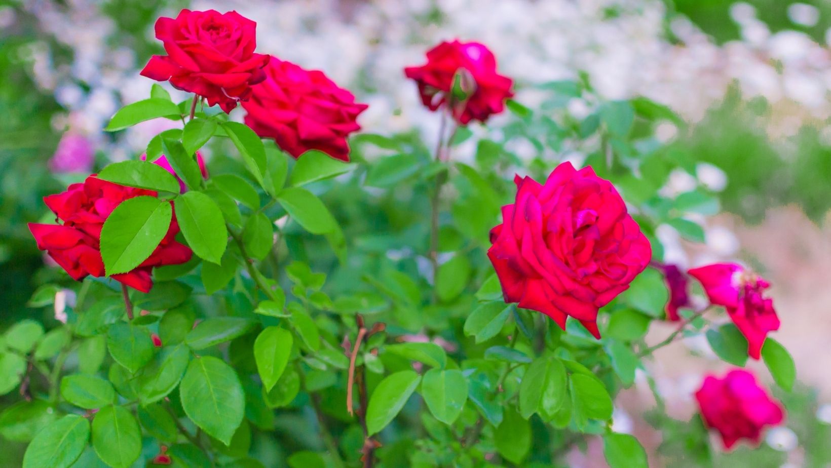 Roses in the garden, yard, flowerpot and around the house: 84 ...