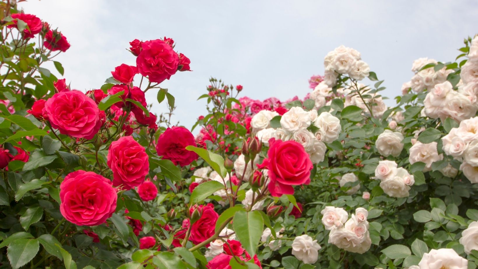 Roses in the garden, yard, flowerpot and around the house: 84 ...