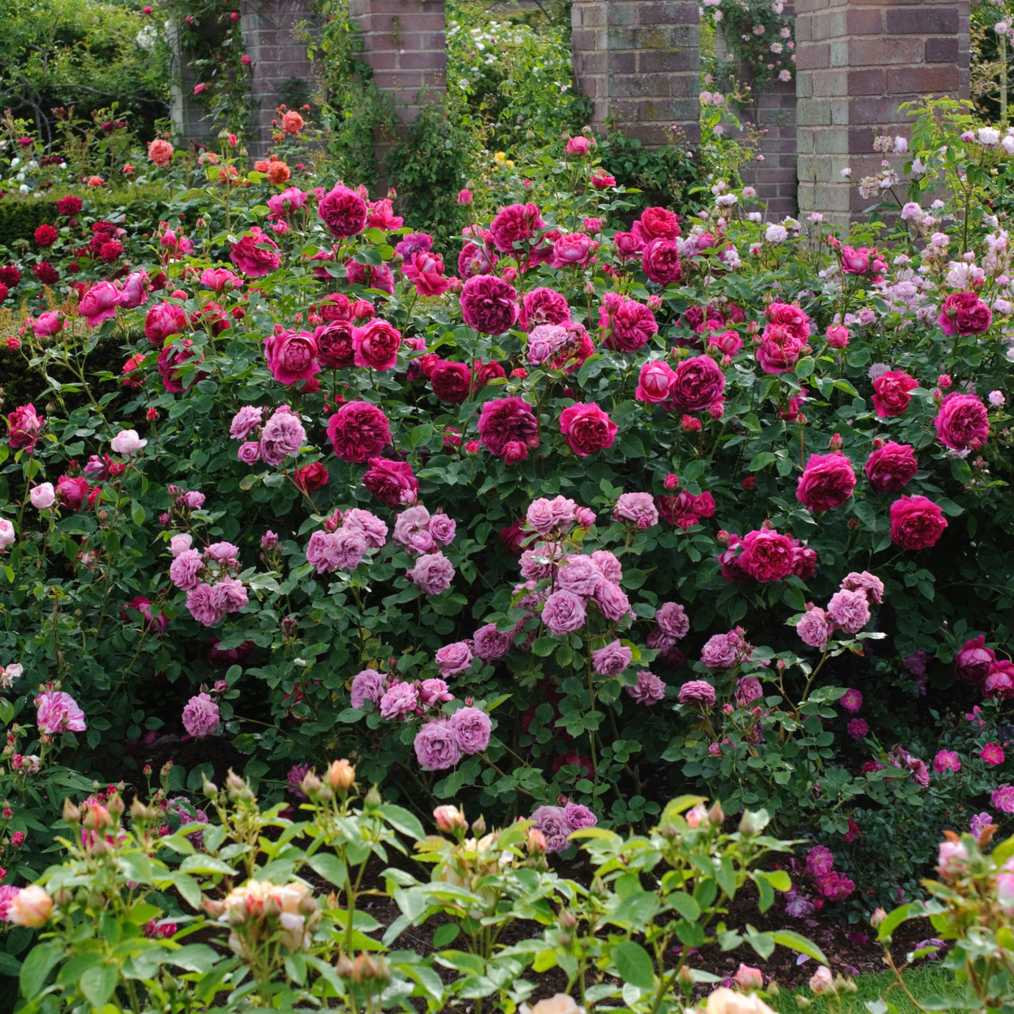 Roses in the garden, yard, flowerpot and around the house: 84 ...