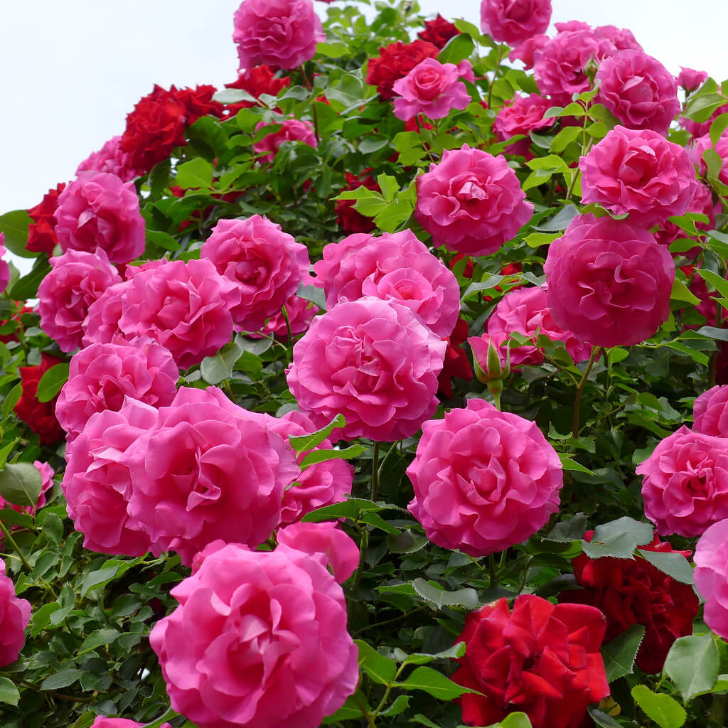 Roses in the garden, yard, flowerpot and around the house: 84 ...