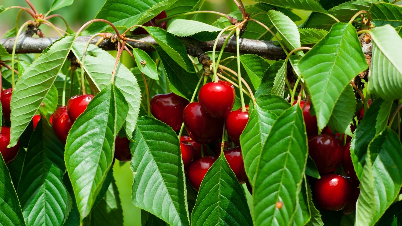 8 secrets for growing cherries in your garden | My desired home