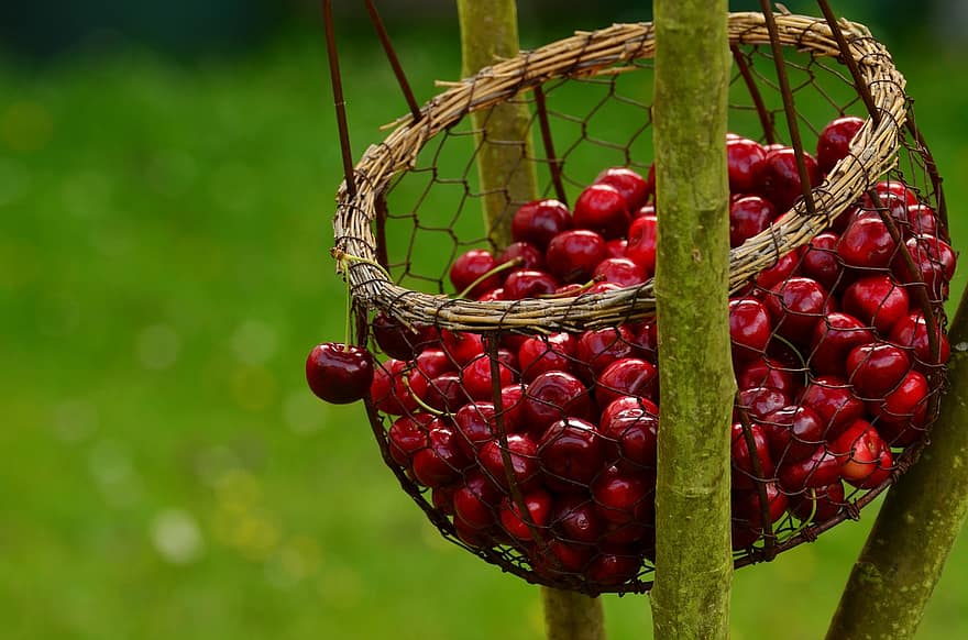 8 secrets for growing cherries in your garden | My desired home