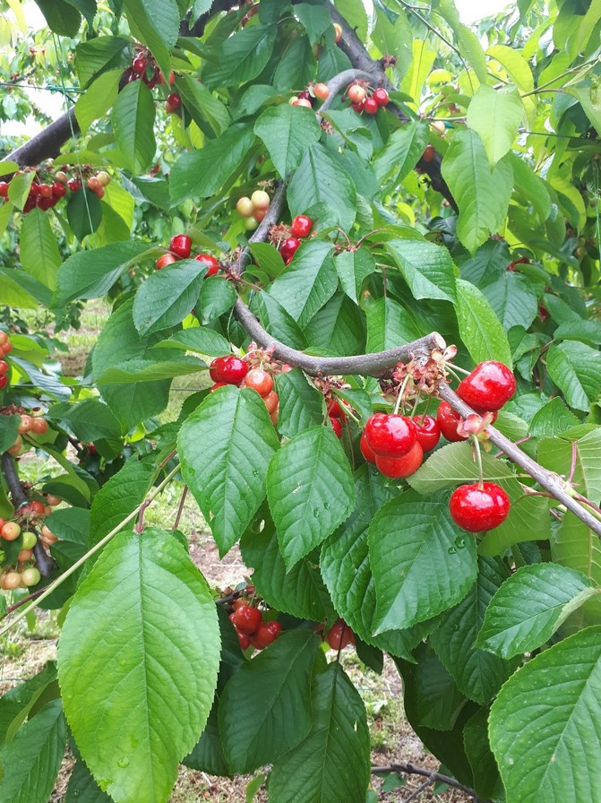 8 secrets for growing cherries in your garden | My desired home