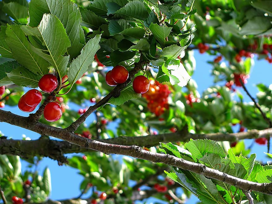 8 secrets for growing cherries in your garden | My desired home