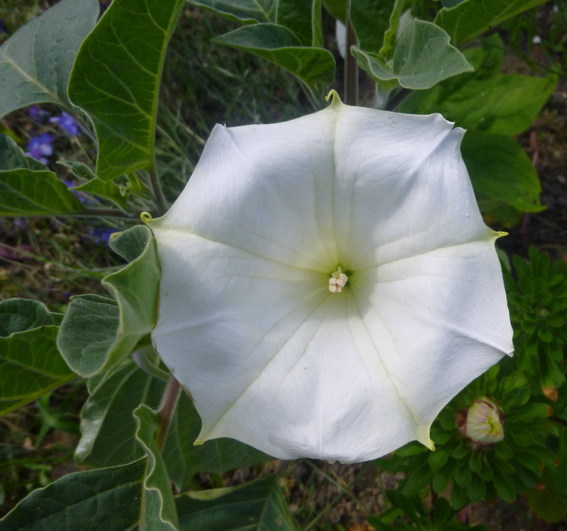 How to grow Datura trumpet flower in your yard, pot, and garden | My ...