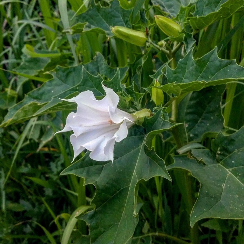 How to grow Datura trumpet flower in your yard, pot, and garden | My ...