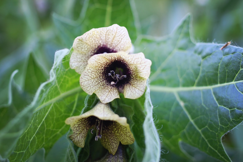 How to grow Datura trumpet flower in your yard, pot, and garden | My ...