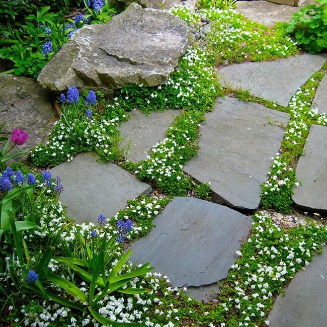 Ground Cover Flowers in a Country Bed: 40 Magical inspirational ideas ...