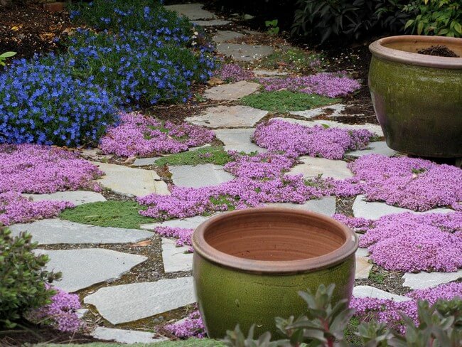 Ground Cover Flowers in a Country Bed: 40 Magical inspirational ideas ...