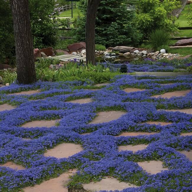 Ground Cover Flowers in a Country Bed: 40 Magical inspirational ideas ...