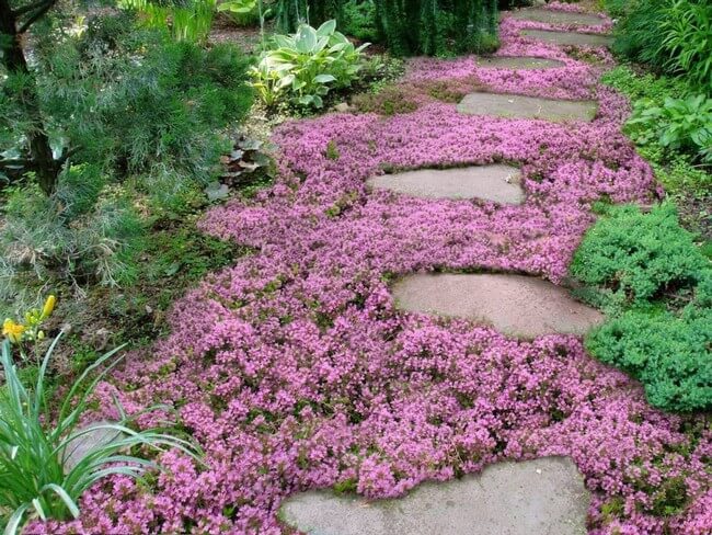 Ground Cover Flowers in a Country Bed: 40 Magical inspirational ideas ...