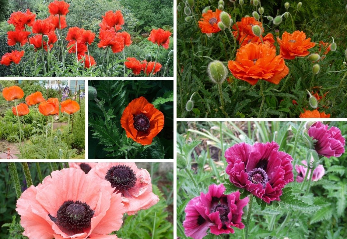 How To Plant Oriental Poppy Plants at Claire Hawes blog