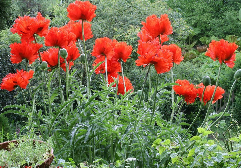 How to Grow Oriental Poppy Flowers In Your Garden | My desired home