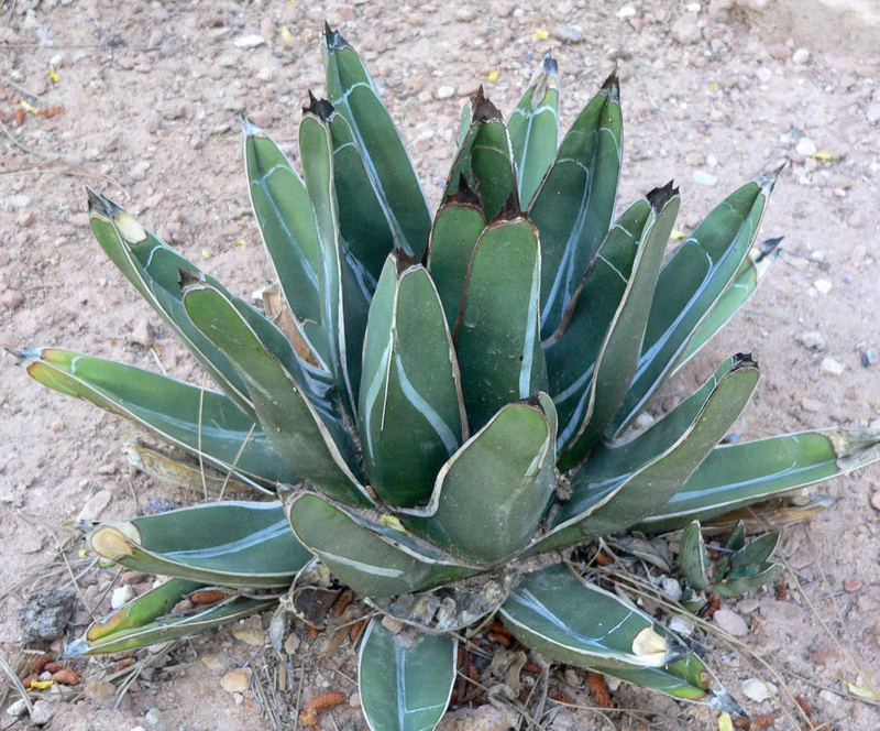 How to grow Queen Victoria Agave in your pot and garden | My desired home