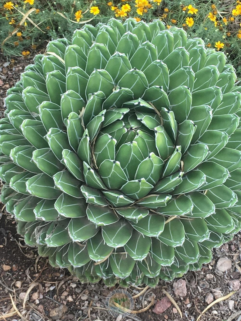 How to grow Queen Victoria Agave in your pot and garden | My desired home