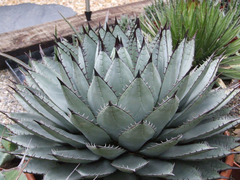 How to grow Queen Victoria Agave in your pot and garden | My desired home