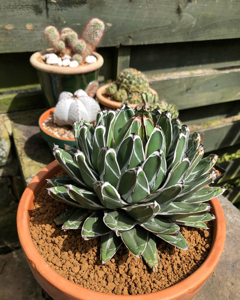 How to grow Queen Victoria Agave in your pot and garden | My desired home