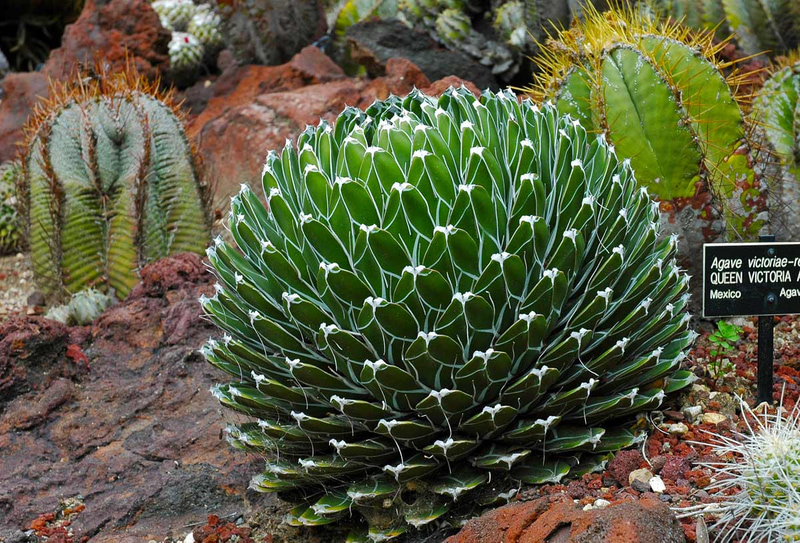 How to grow Queen Victoria Agave in your pot and garden | My desired home