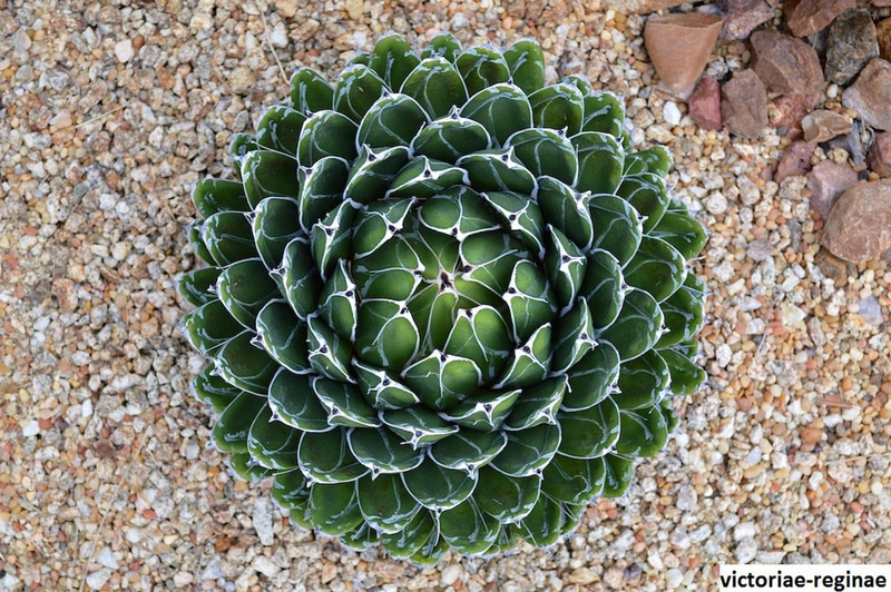 How to grow Queen Victoria Agave in your pot and garden | My desired home