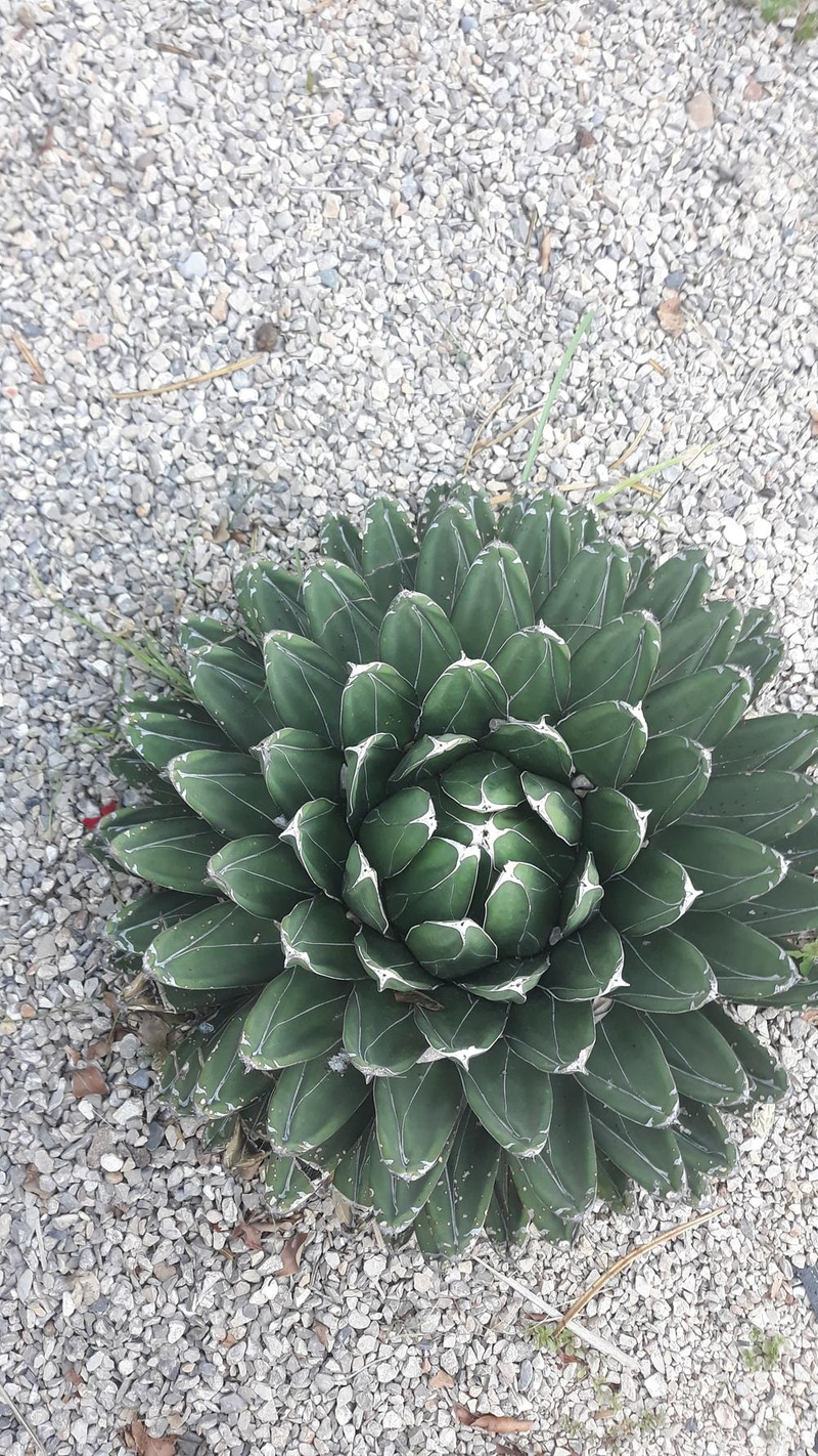 How to grow Queen Victoria Agave in your pot and garden | My desired home