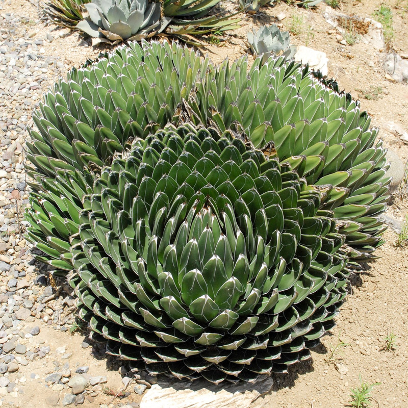 How to grow Queen Victoria Agave in your pot and garden | My desired home