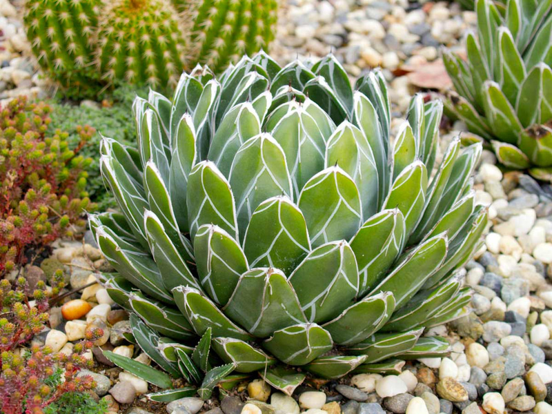 How to grow Queen Victoria Agave in your pot and garden | My desired home