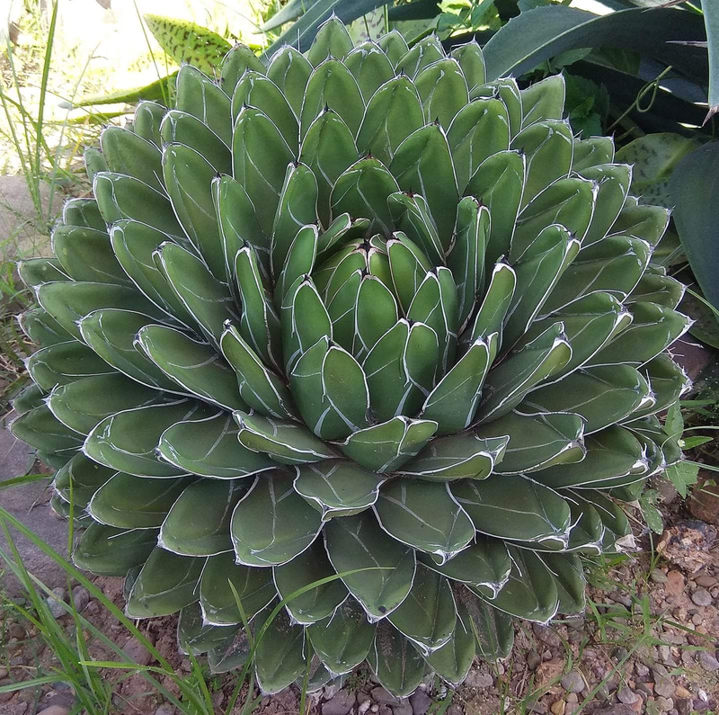 How to grow Queen Victoria Agave in your pot and garden | My desired home