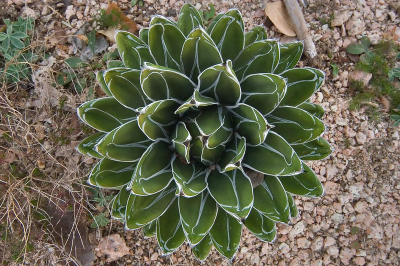 How to grow Queen Victoria Agave in your pot and garden | My desired home