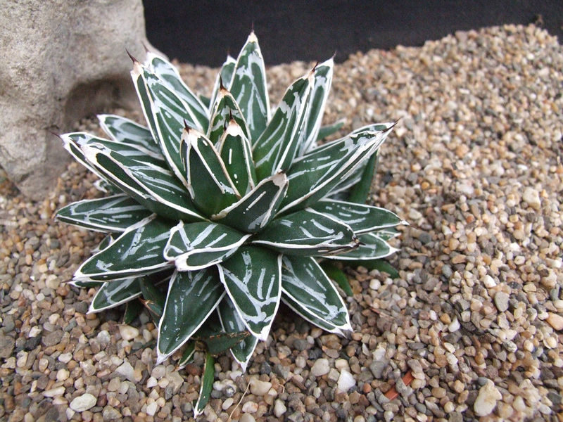How to grow Queen Victoria Agave in your pot and garden | My desired home