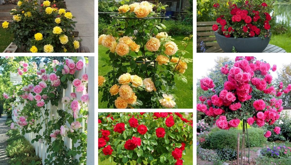 Important things to do for your roses in the spring | My desired home