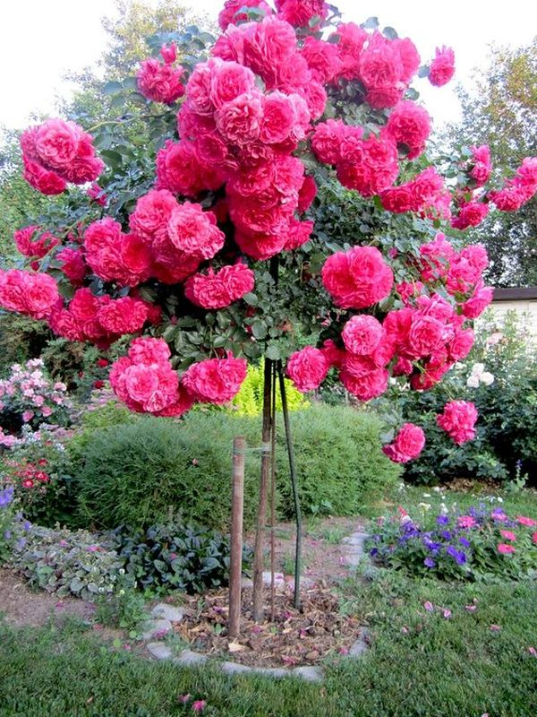 Important things to do for your roses in the spring | My desired home