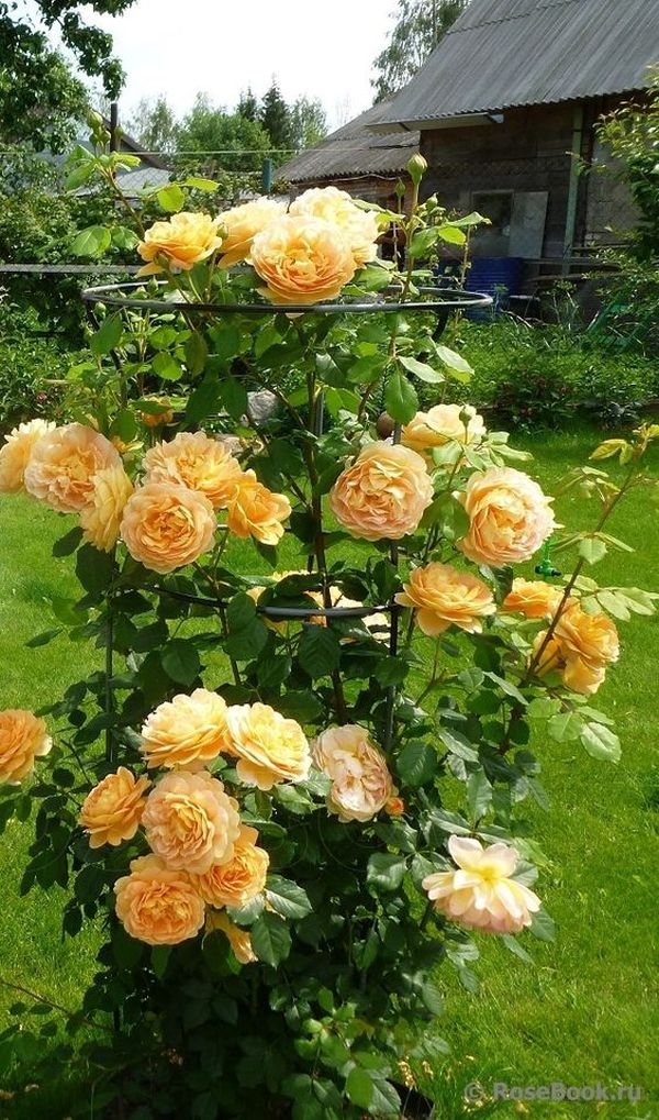 Important things to do for your roses in the spring | My desired home