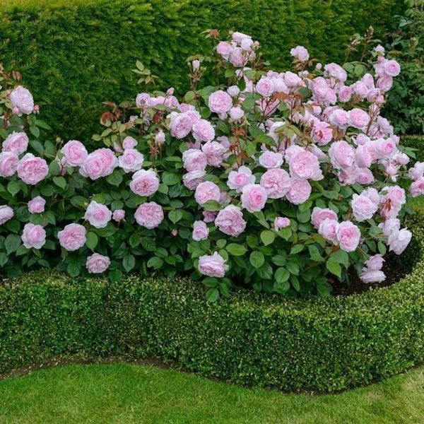 Important things to do for your roses in the spring | My desired home
