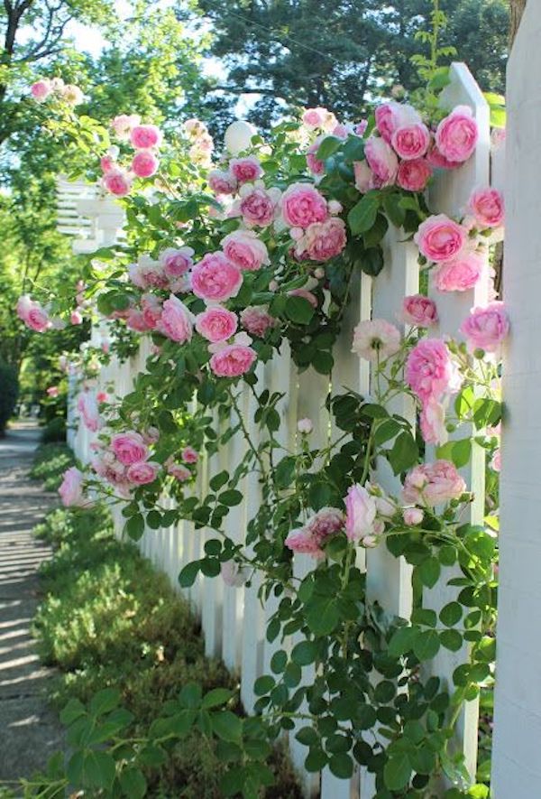 Important things to do for your roses in the spring | My desired home