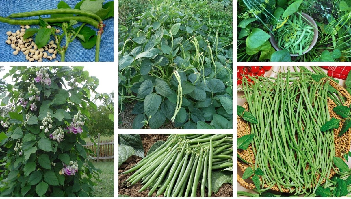 How to grow Vigna unguiculata or cowpea in your garden | My desired home
