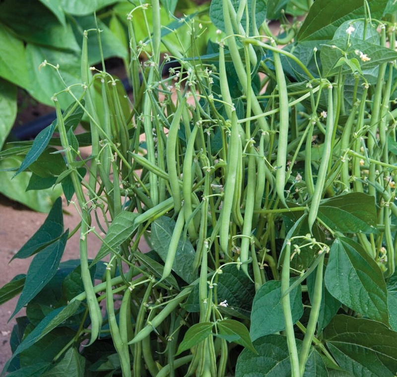How to grow Vigna unguiculata or cowpea in your garden | My desired home