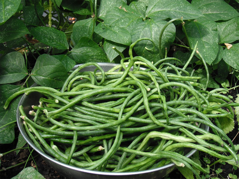 How to grow Vigna unguiculata or cowpea in your garden | My desired home