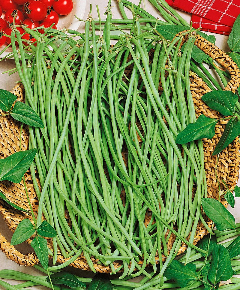How to grow Vigna unguiculata or cowpea in your garden | My desired home