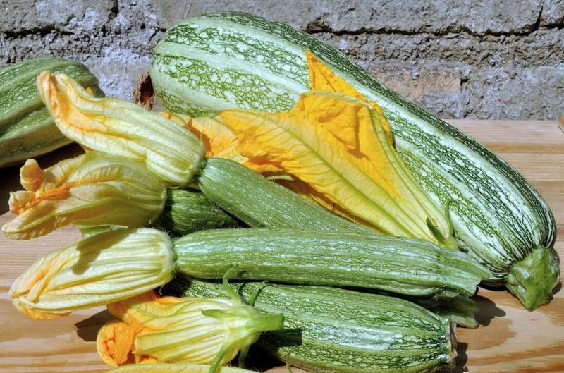 Zucchini, a delicious vegetable that is easy to grow in your garden ...