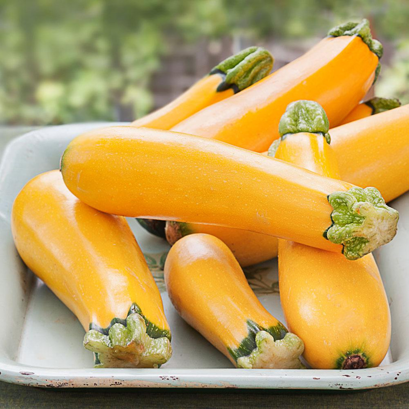 Zucchini, a delicious vegetable that is easy to grow in your garden ...