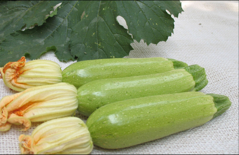 Zucchini, a delicious vegetable that is easy to grow in your garden ...