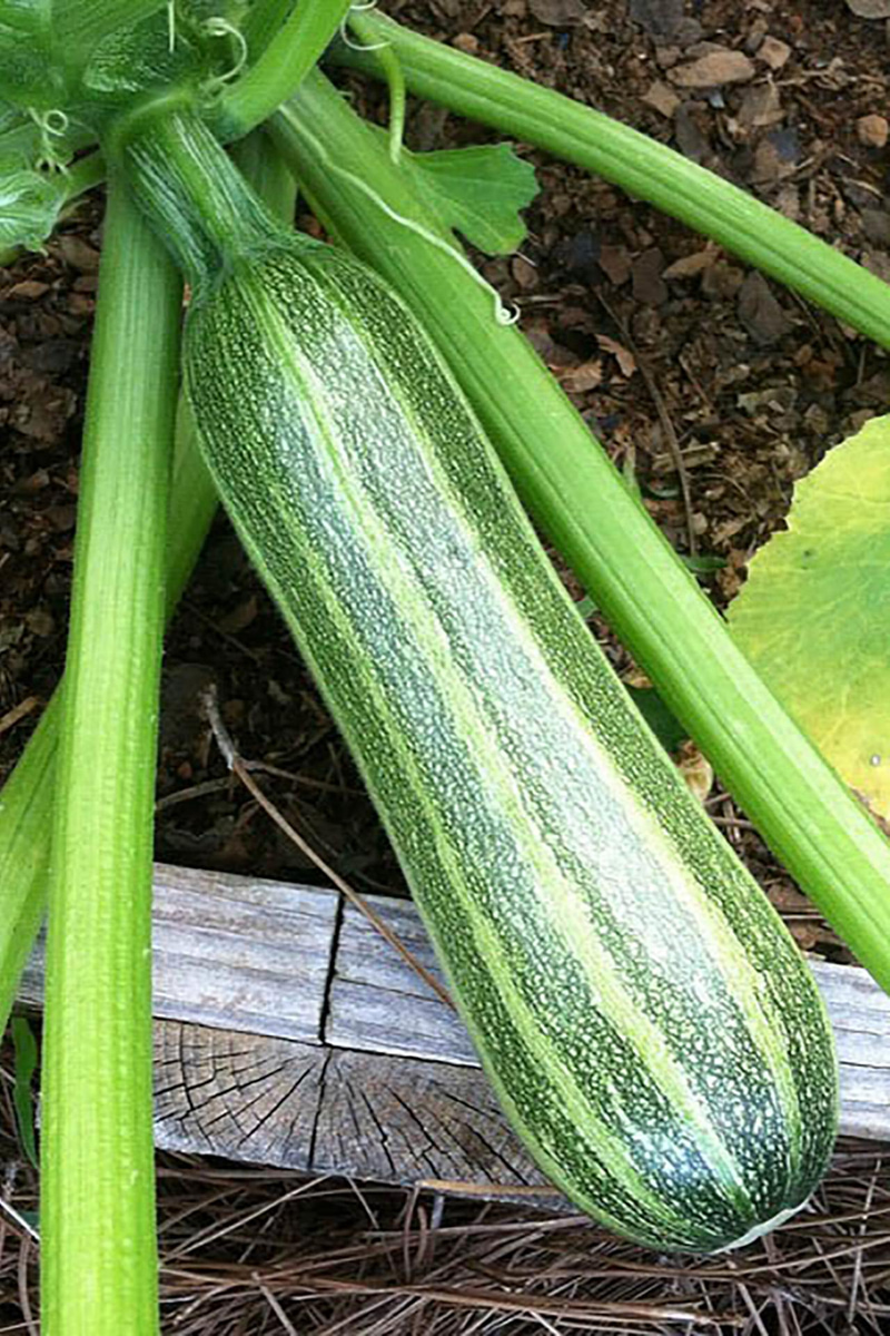 Zucchini, a delicious vegetable that is easy to grow in your garden ...