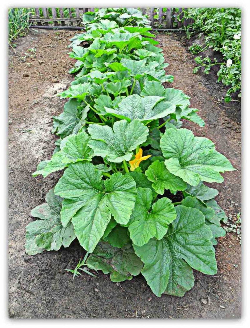 Zucchini, a delicious vegetable that is easy to grow in your garden ...