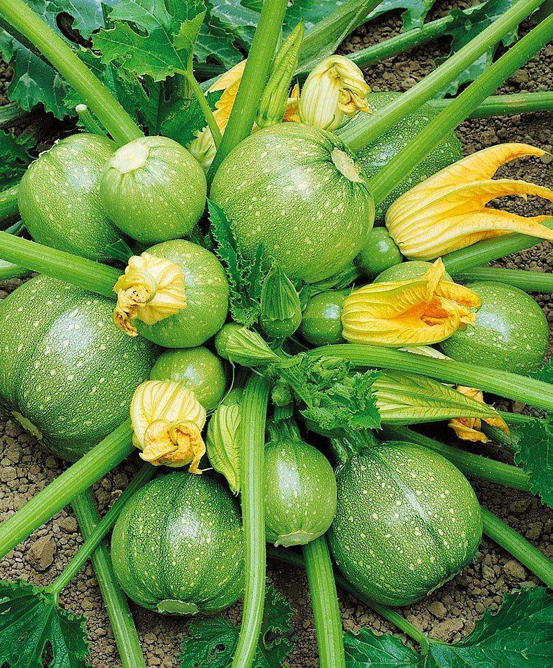 Zucchini, a delicious vegetable that is easy to grow in your garden ...
