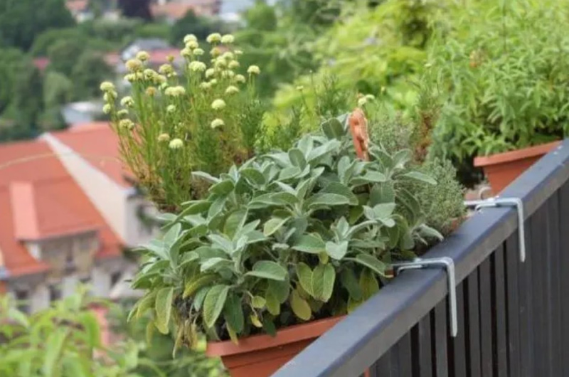 Beautify your balcony with potted flowers on the railings - 32 original ...