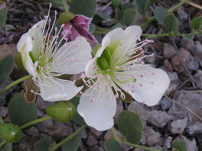 Gardening secrets of how to grow Capers a medicinal and aromatic plant ...