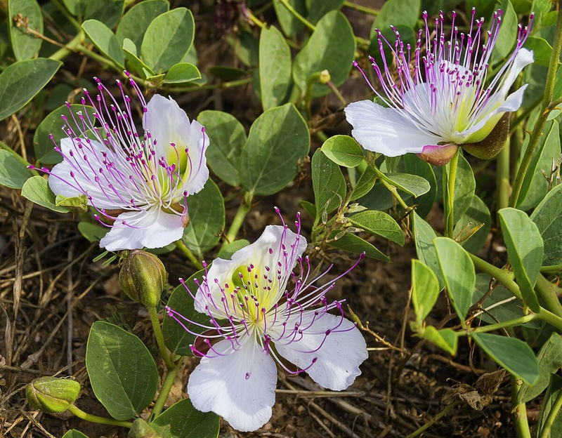 Gardening secrets of how to grow Capers a medicinal and aromatic plant ...