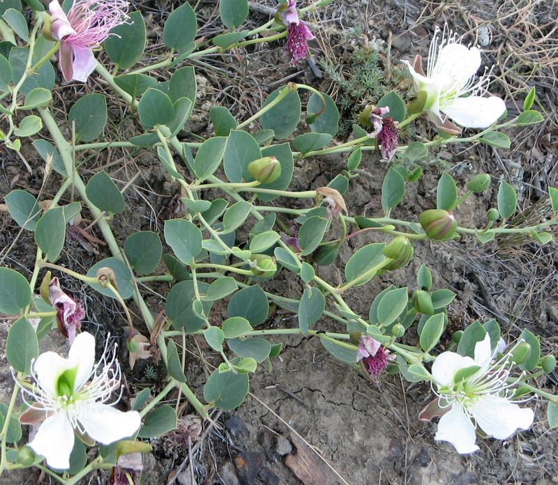 Gardening secrets of how to grow Capers a medicinal and aromatic plant ...